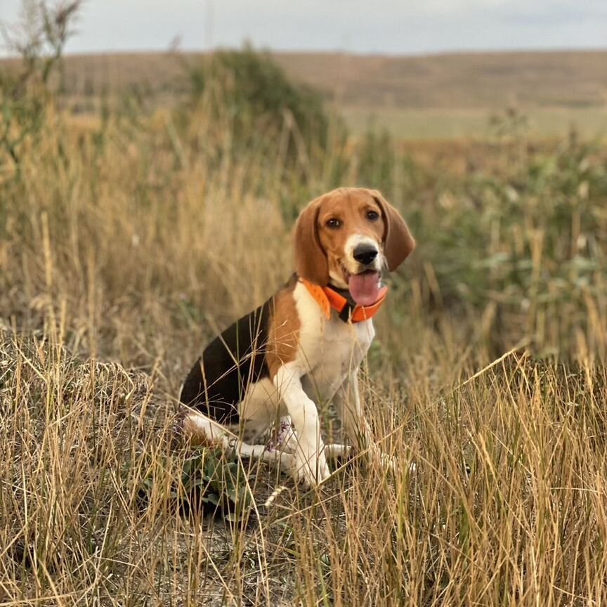 Эстонская гончая