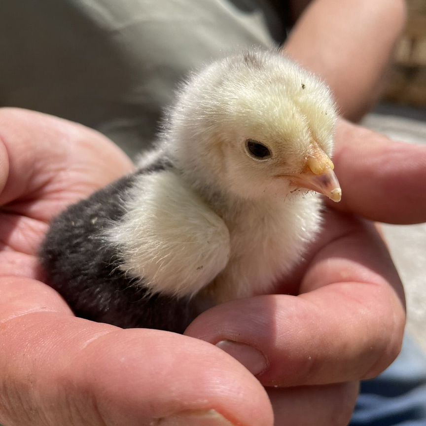 Брама колумбийская