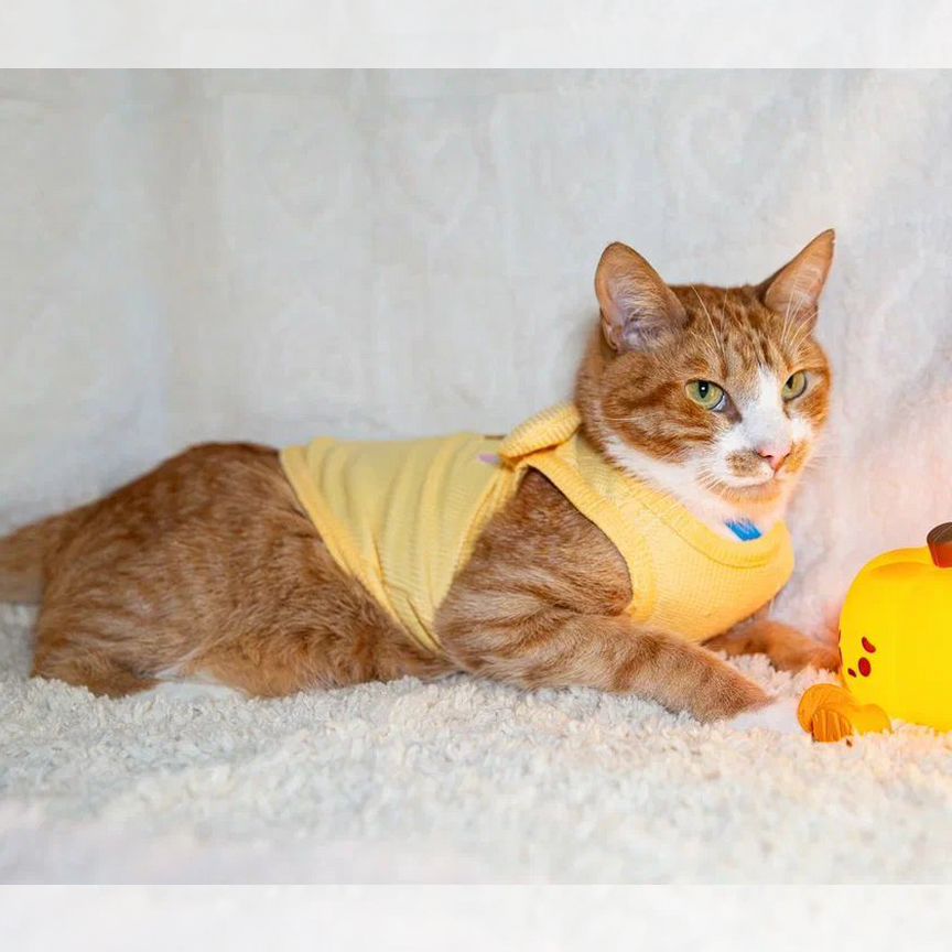 Взрослый кот в добрые руки