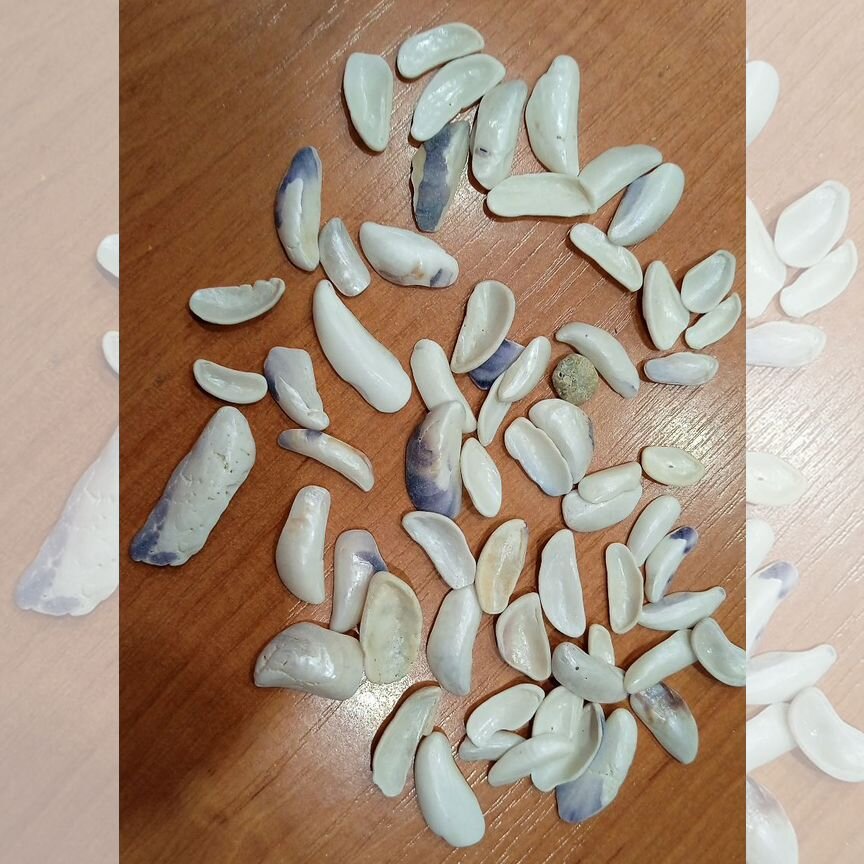 Морские камни