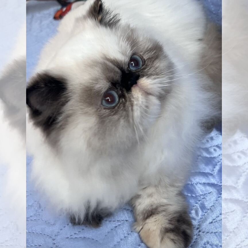 Синеглазое чудо