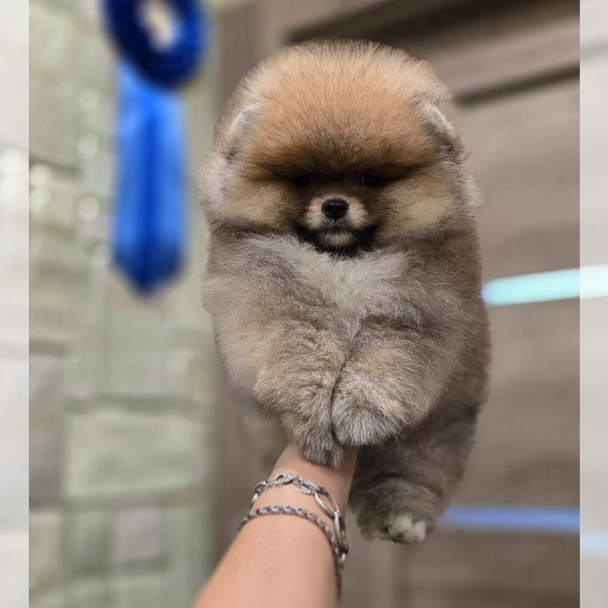 Померанский шпиц, щенок