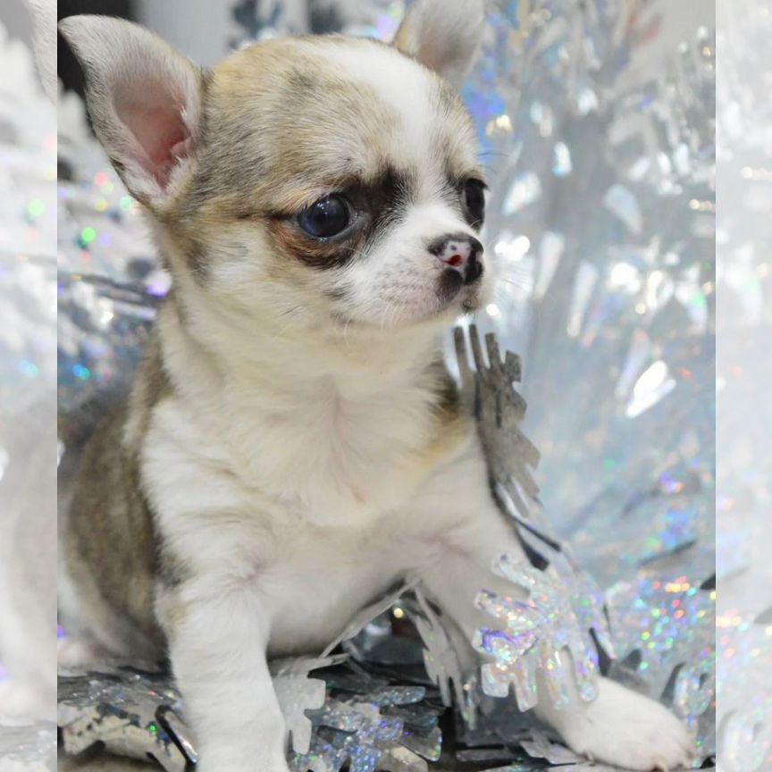 Чихуахуа, щенок