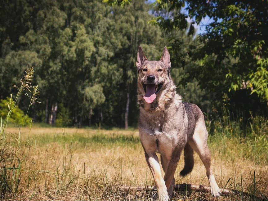 Волчонок Стич ждет своего будущего хозяина