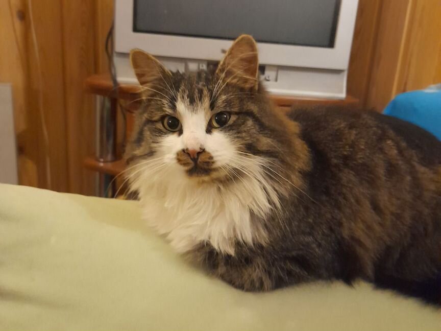 Кот