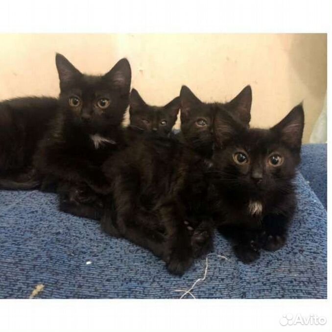 Котята чёрные спасеныши