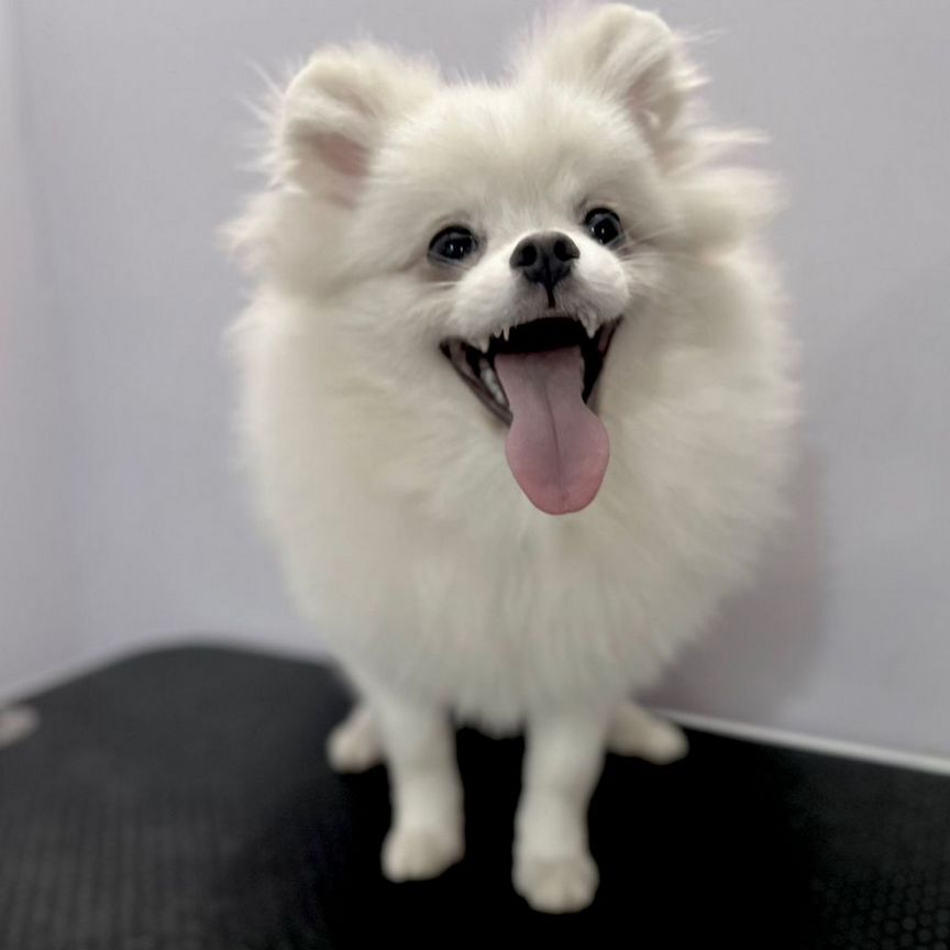 Немецкий шпиц, щенок