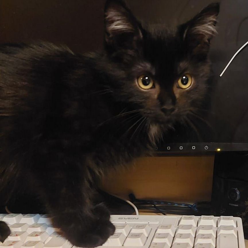 Котёнок в добрые руки