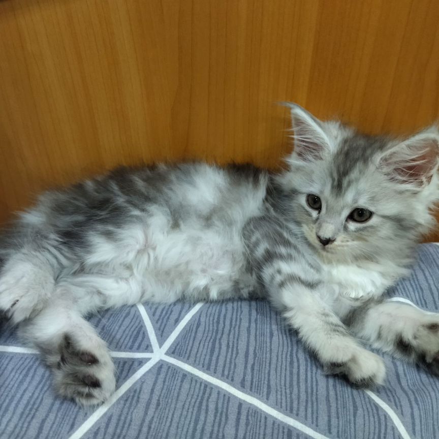 Котята мейн-кун