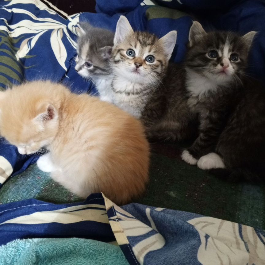 Котята в добрые руки