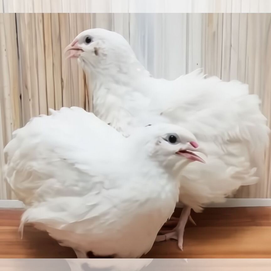 Перепела инкубационное яйцо