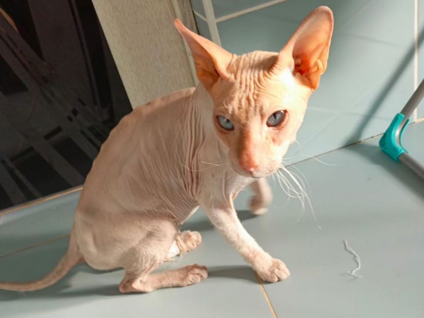 Донской сфинкс бесплатно