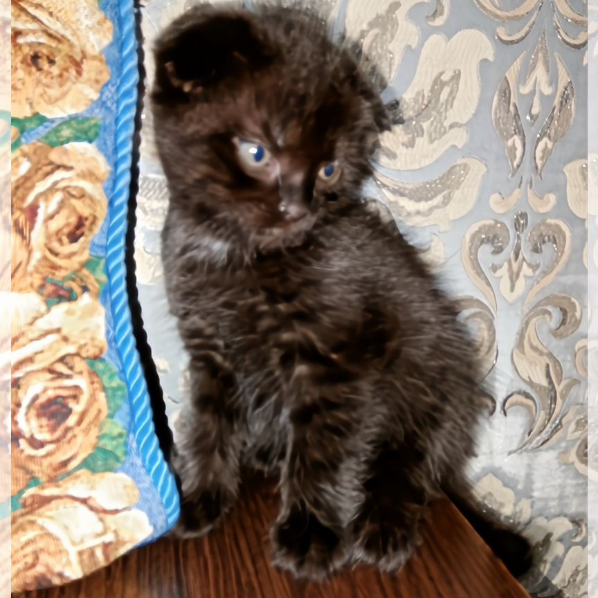 Шотландский вислоухий короткошёрстный котёнок