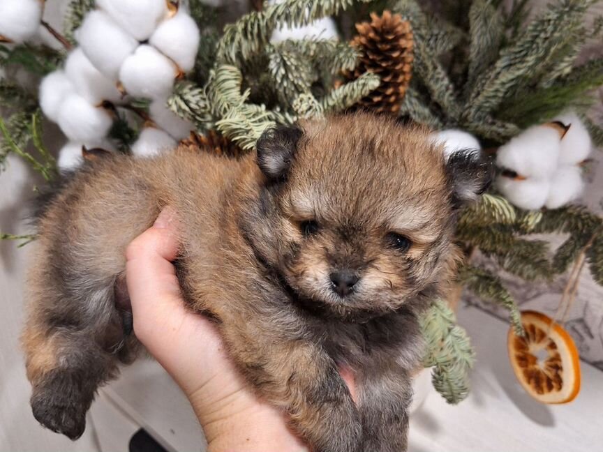 Померанский шпиц мини