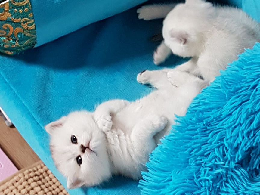 Шотландские котята