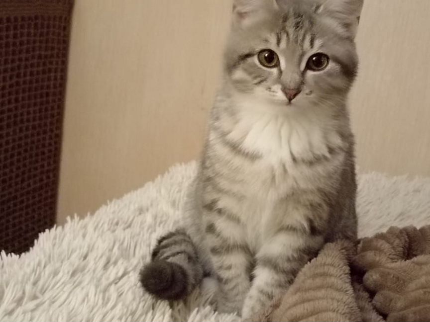 Котики бесплатно в добрые руки