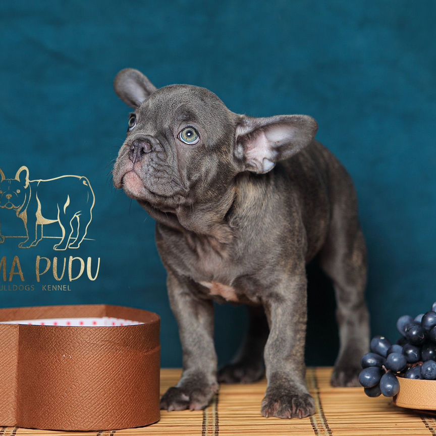 Французский бульдог голубой голубчик