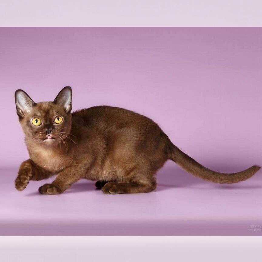 Американский бурманский котёнок