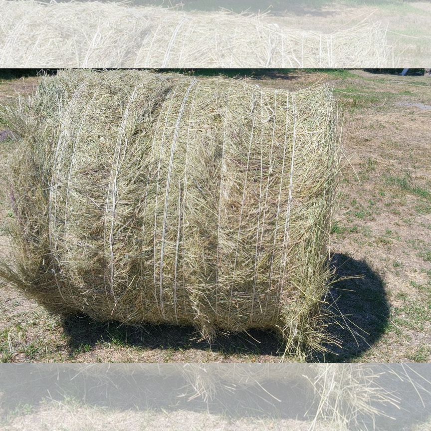 Продам сено в рулонах