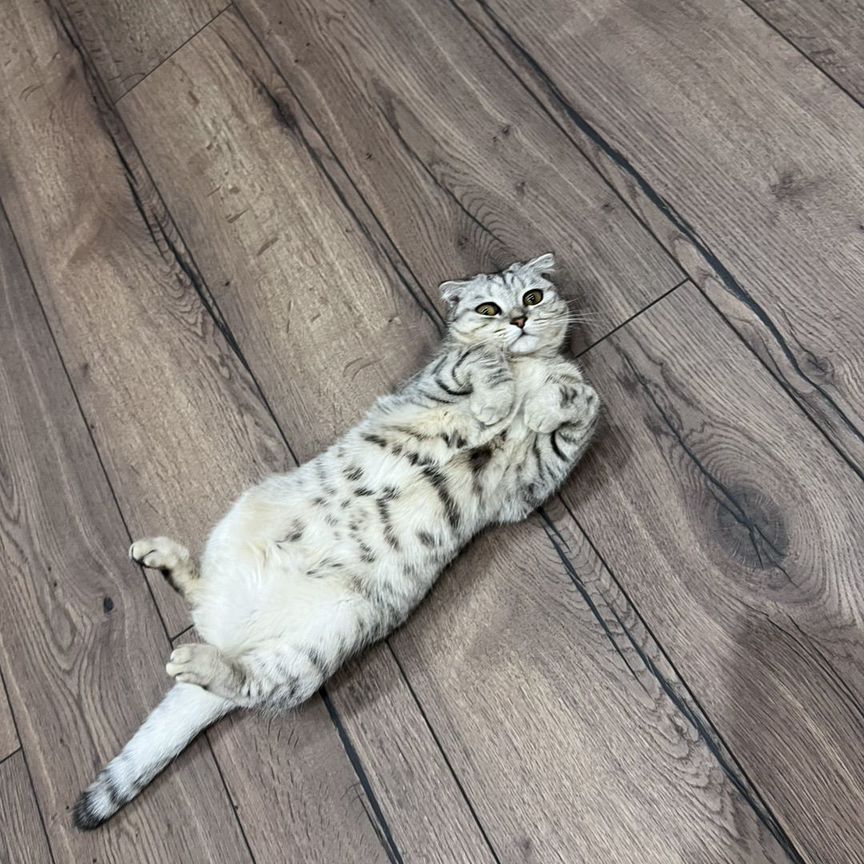 Ищем кота на вязку