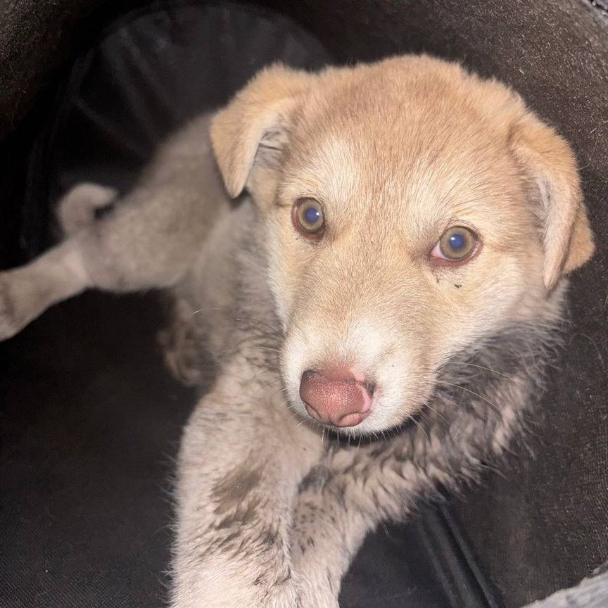 Щенок в добрые руки