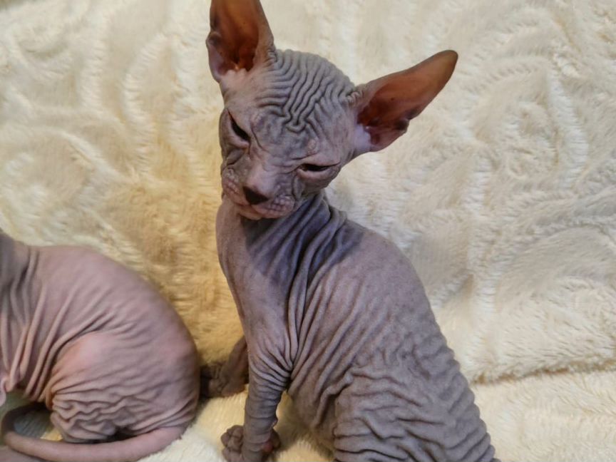 Донской сфинкс котята