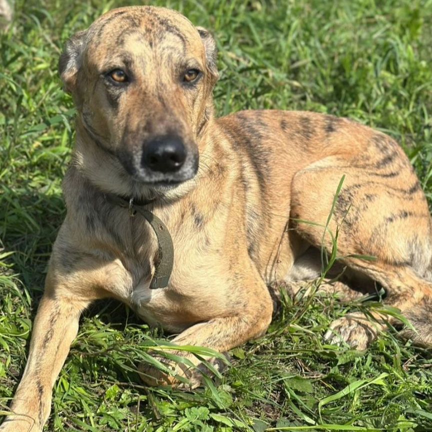 Взрослая собака в добрые руки