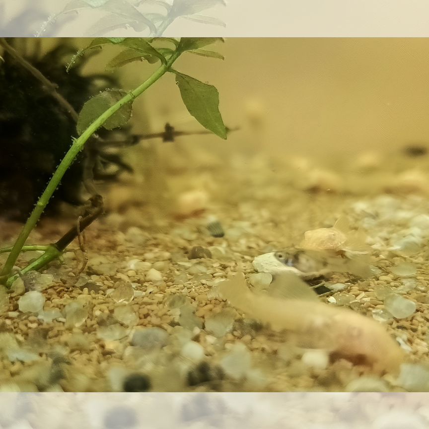 Анциструс, моллинезии, меченосцы