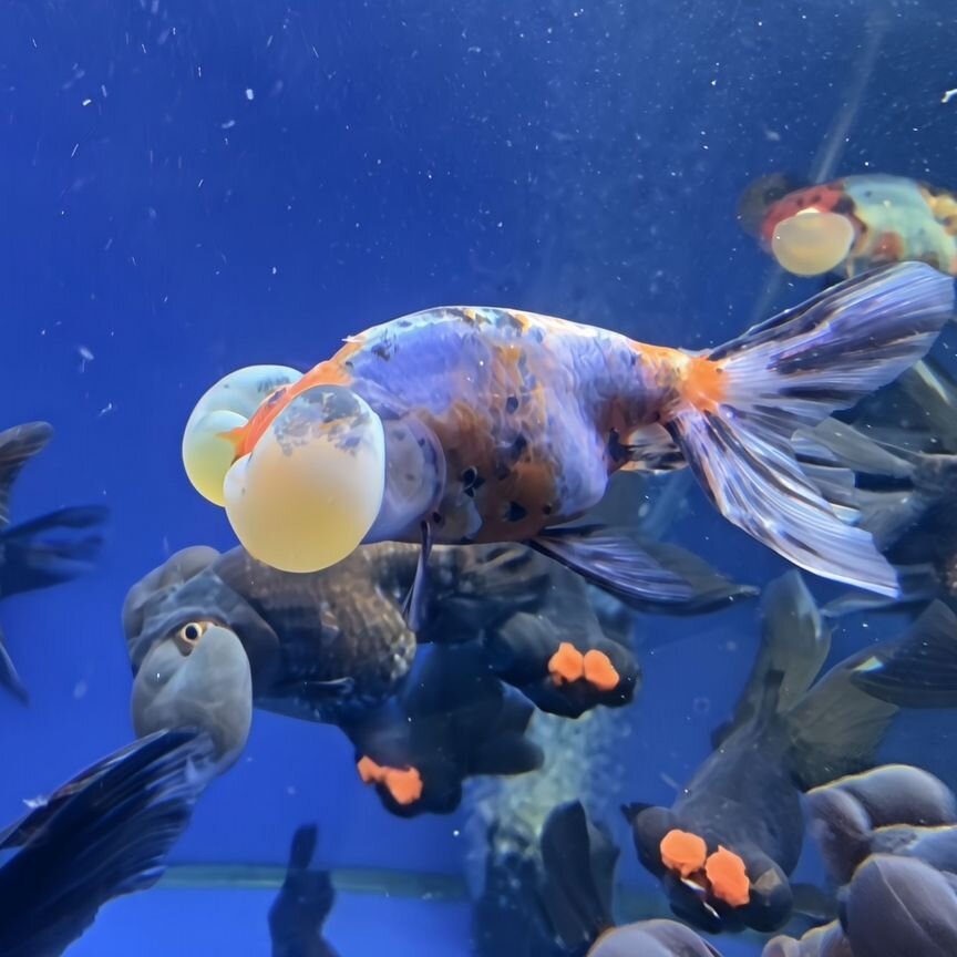 Золотые рыбки супер качество