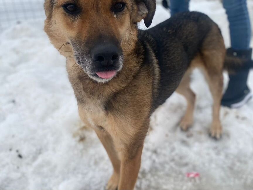 Собака ищет дом, Лакки