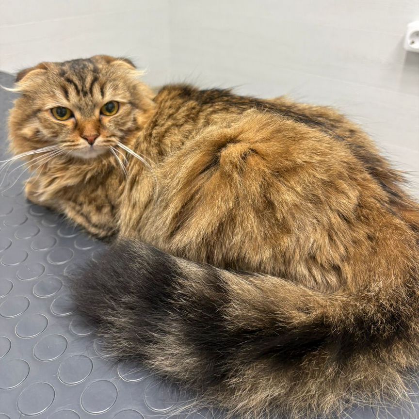 Котик