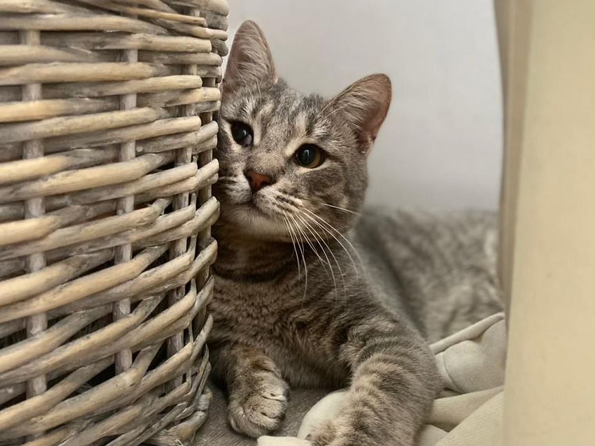 Котик в добрые руки