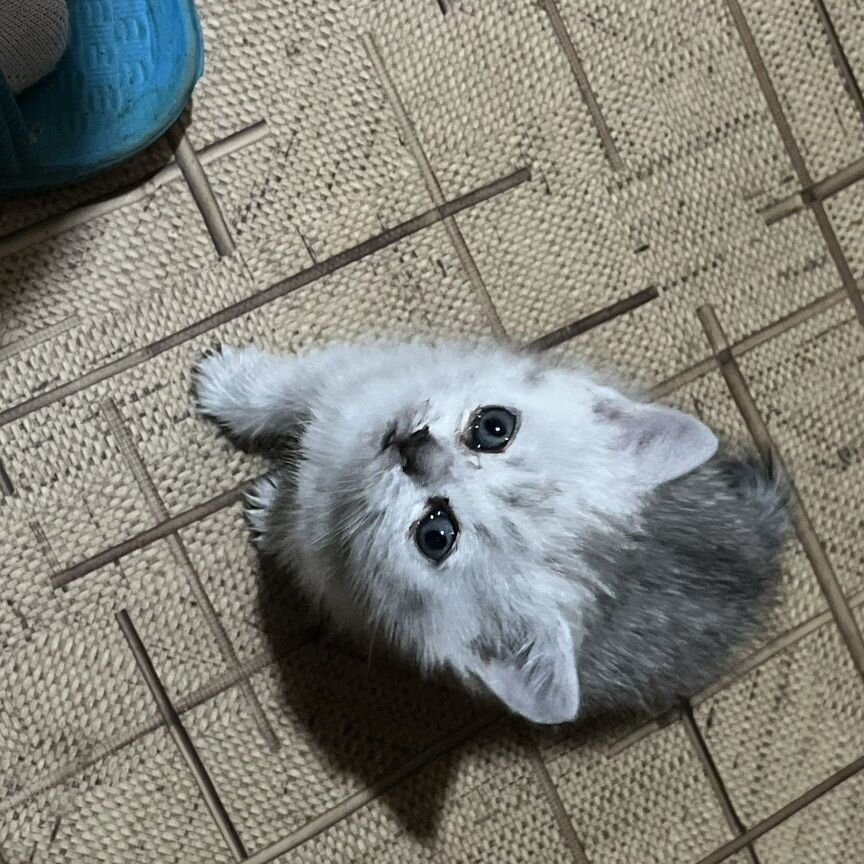 Шотландский прямоухий короткошёрстный котёнок