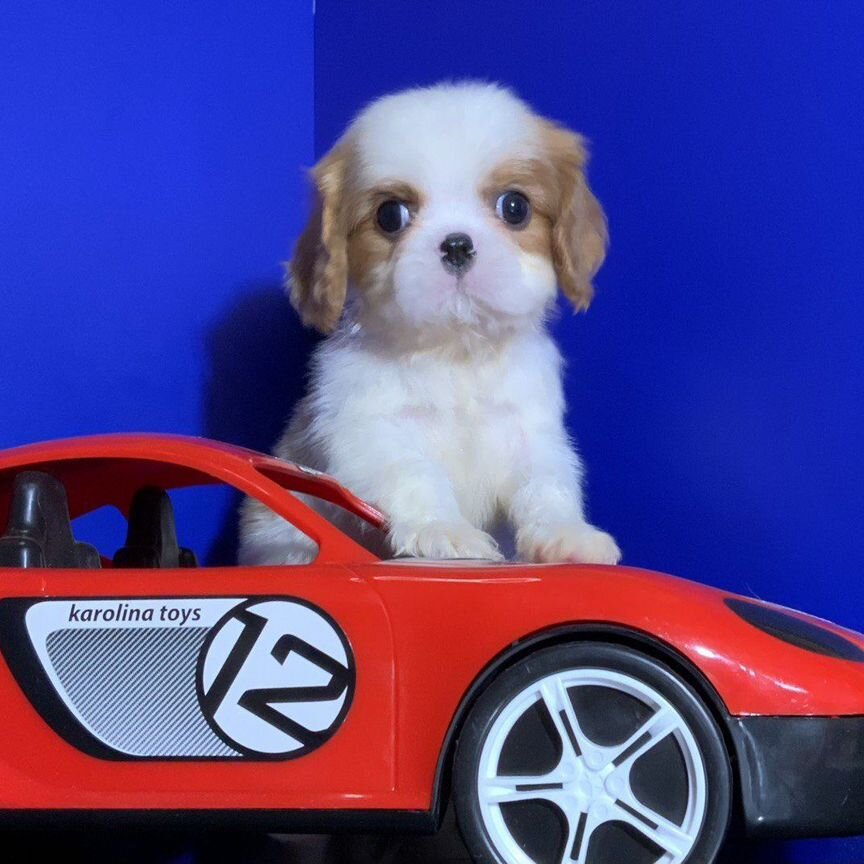 Мальчик мини кавалер кинг чарлз спаниель