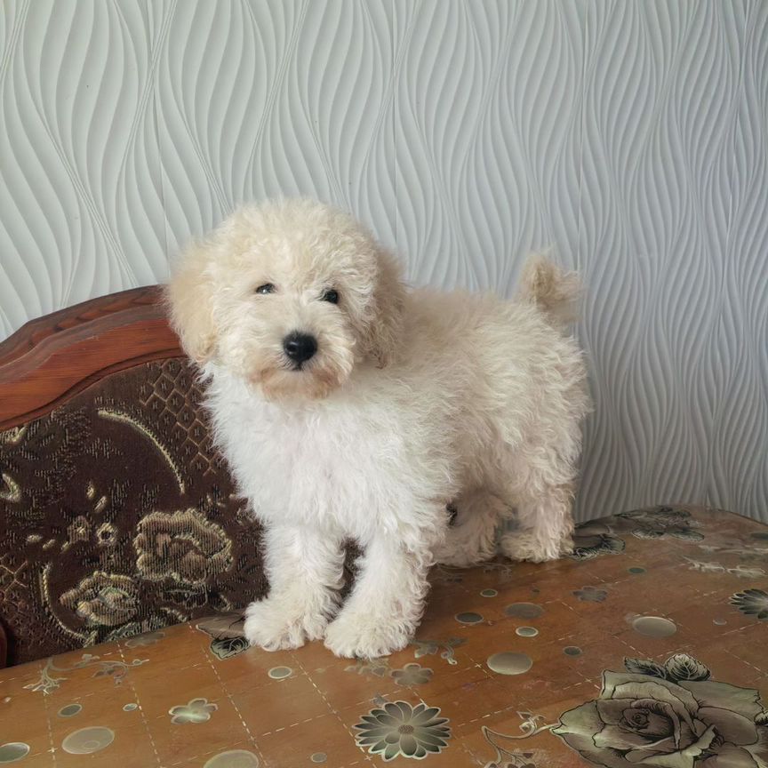 Той-пудель, щенок