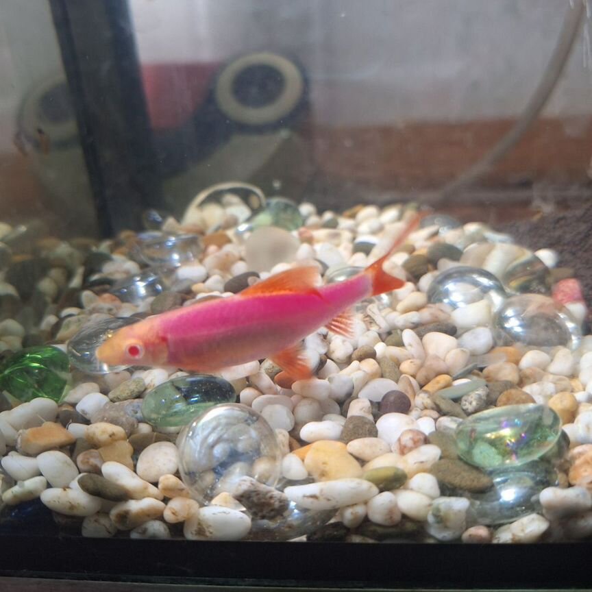 Лабео фиолетовый гло