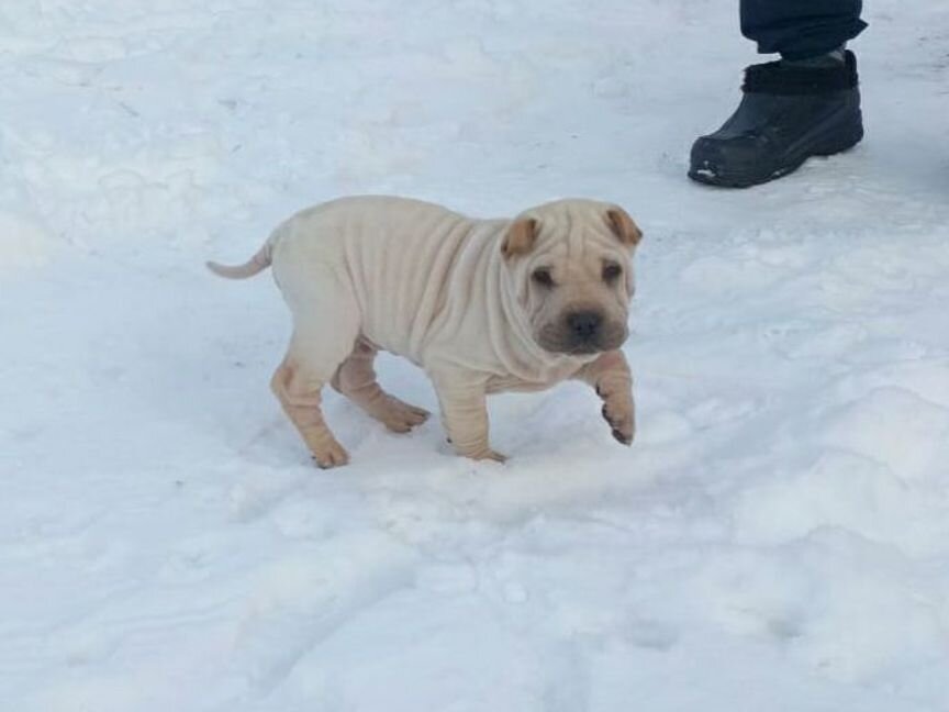 Шарпей