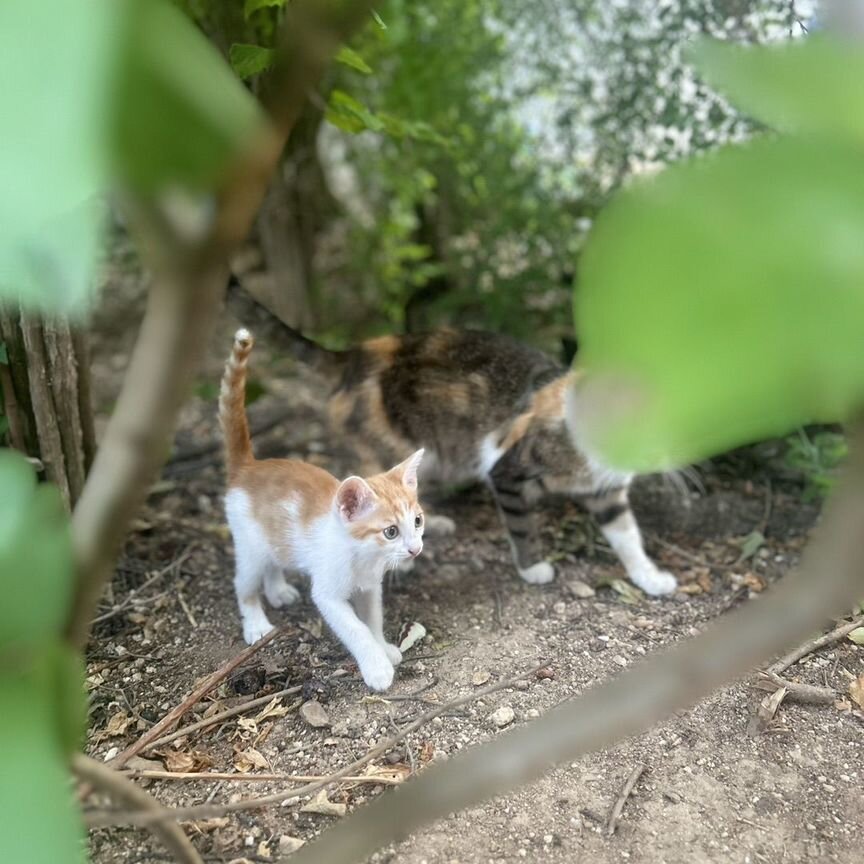 Котята бесплатно в добрые руки