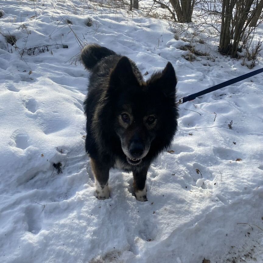 Собака Гриша кобель в добрые руки