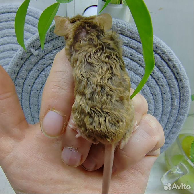 Кудрявые мыши