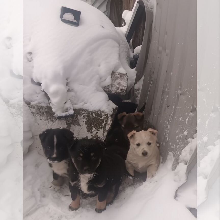 Щенок в добрые руки