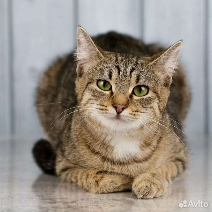 Кошечка красавица. Ищет дом. Предали и бросили