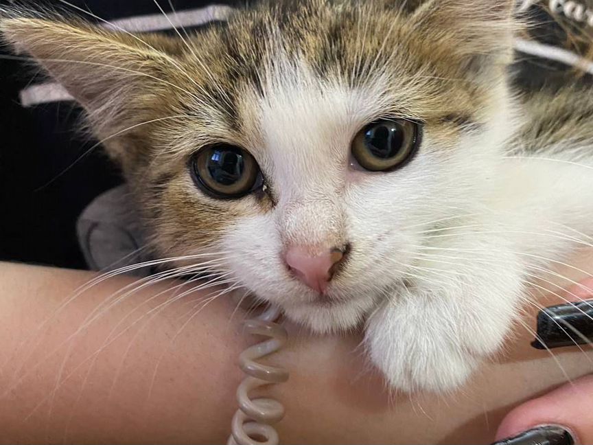 Котят выкинули