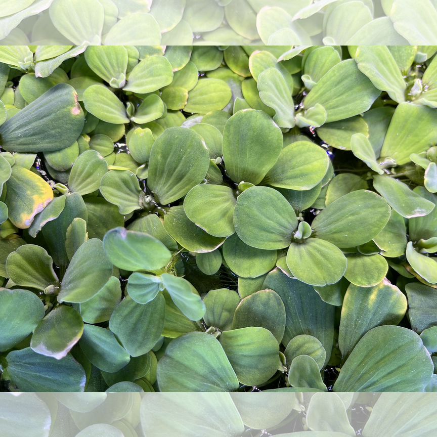 Пистия акваримуная