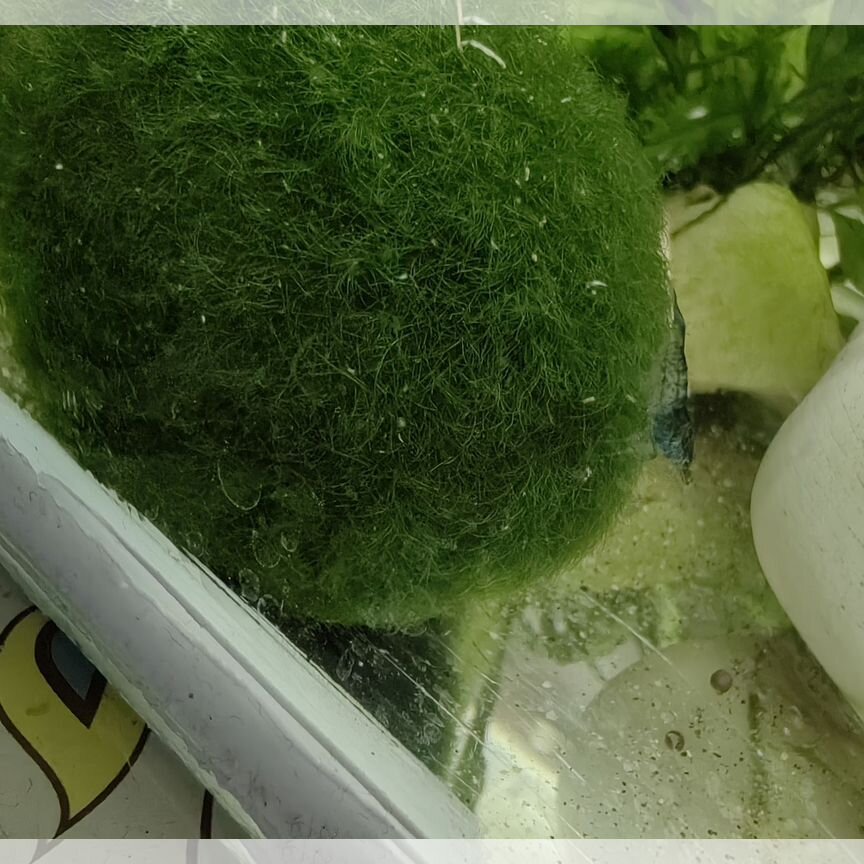 Голубые креветки