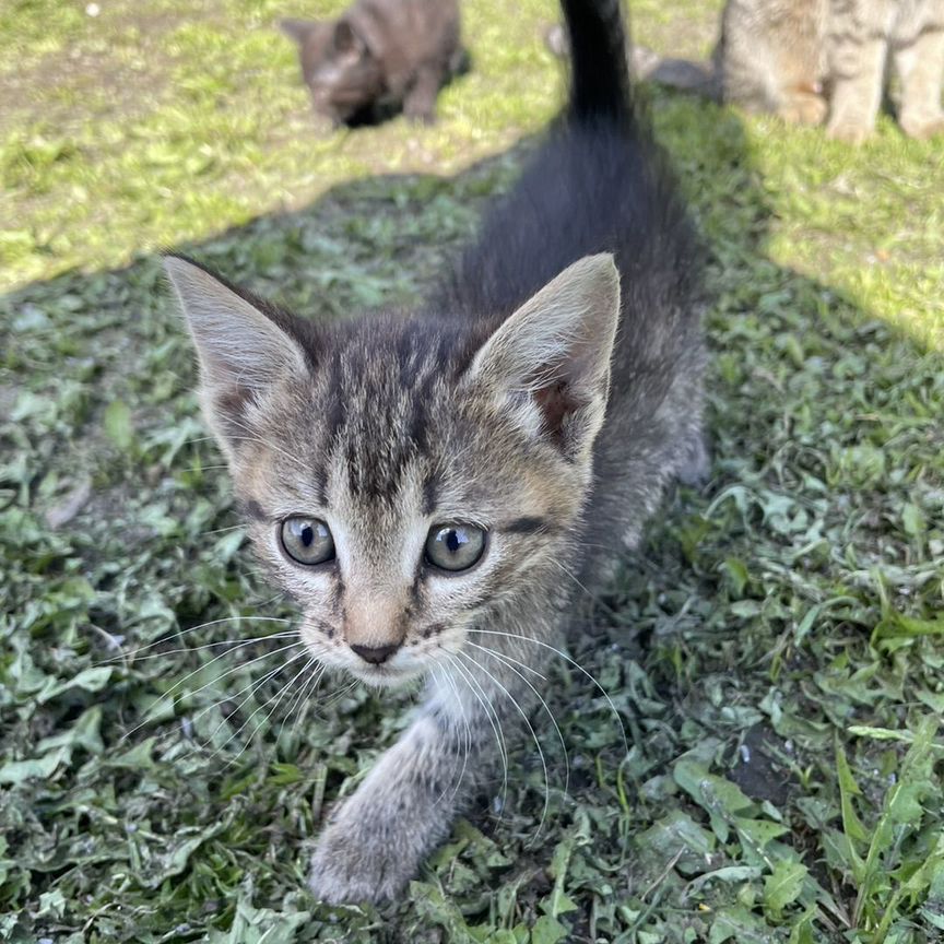 Шотладские вислоухие котята