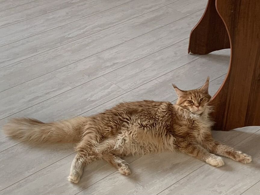Кот мейн кун вязка