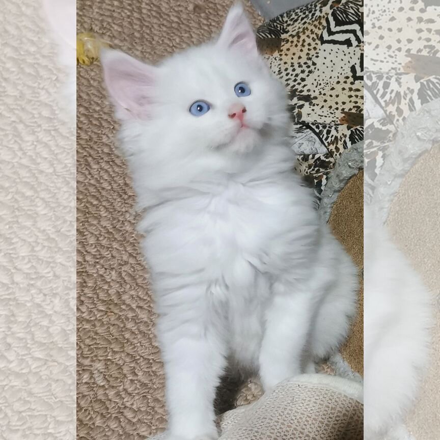 Мейн-кун котёнок