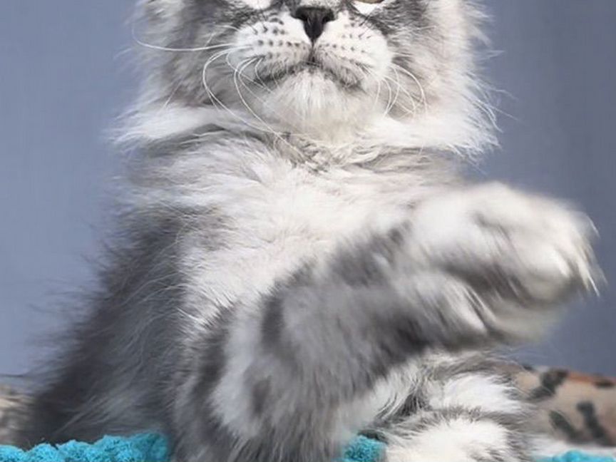 Мейн-кун серебро