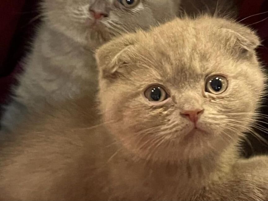 Шотландская вислоухая